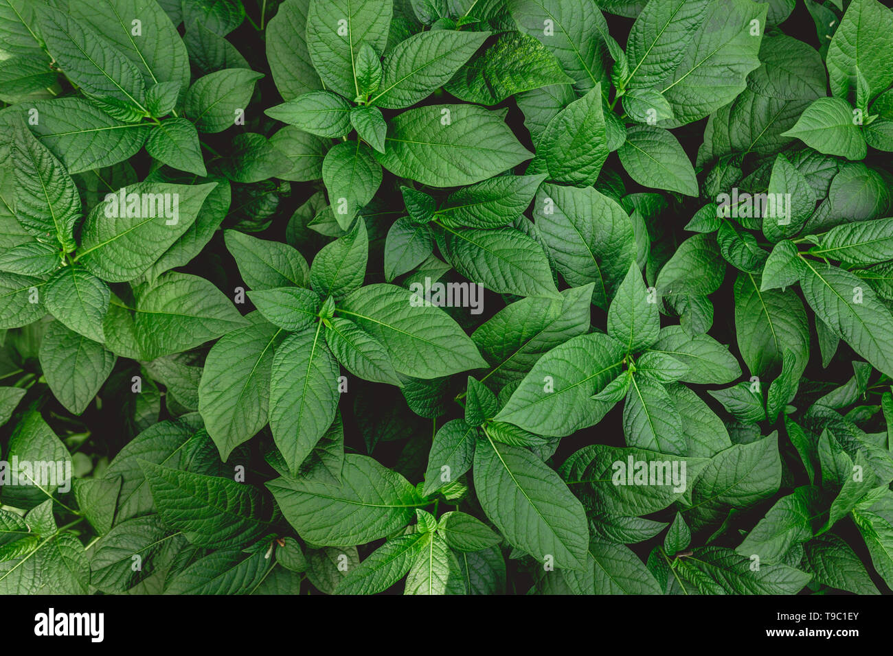 Top view of green plants. Nature full frame background Stock Photo - Alamy