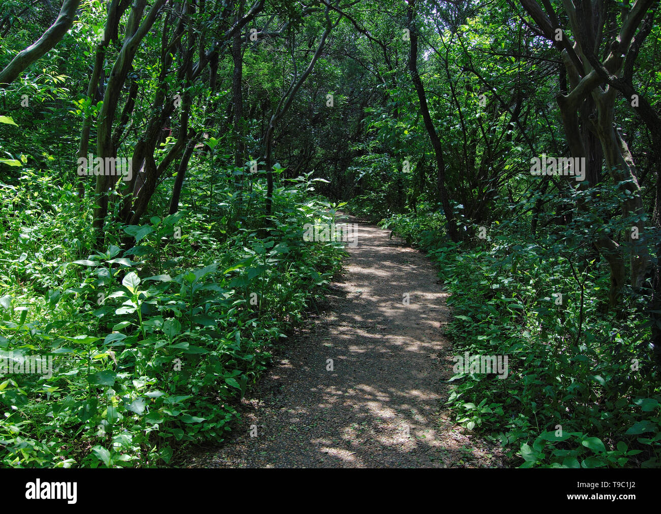 Dirt walking path in forest with fern undergrowth in shade Stock Photo ...