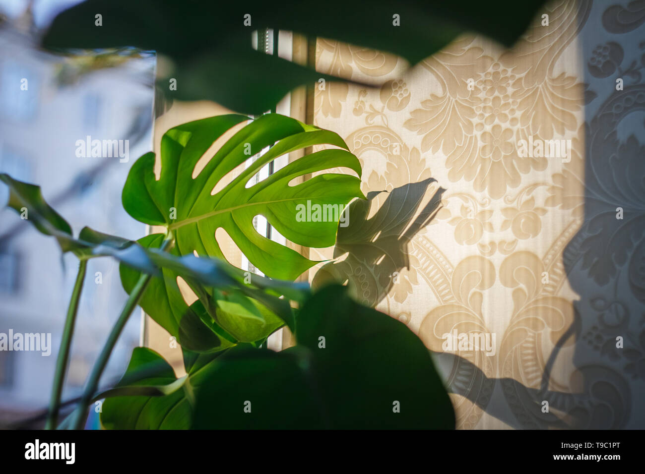 Monstera in the interior on a wall background, monstera leaves in the ...