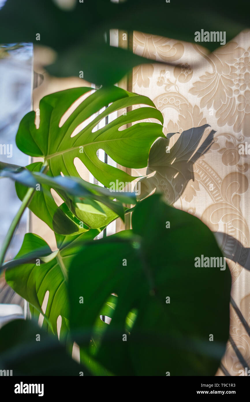 Monstera in the interior on a wall background, monstera leaves in the ...