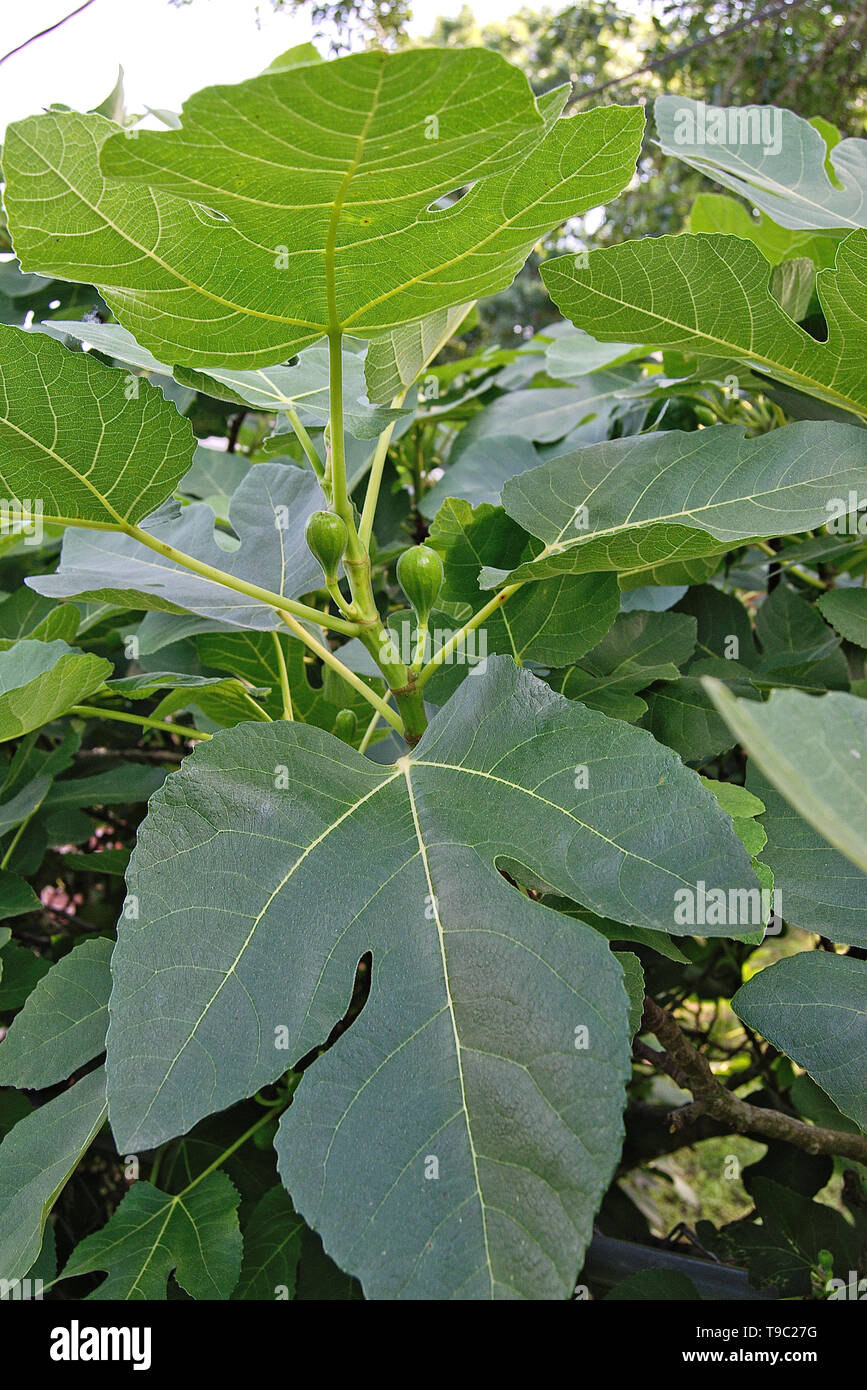 Figs growing on a fig tree Stock Photo - Alamy