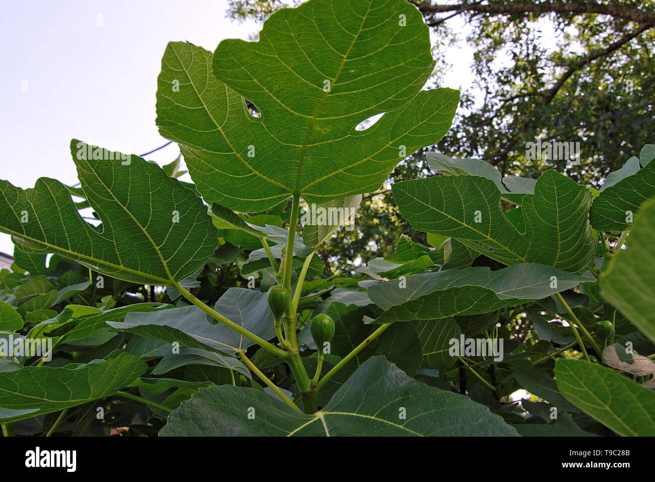 Figs growing on a fig tree Stock Photo - Alamy