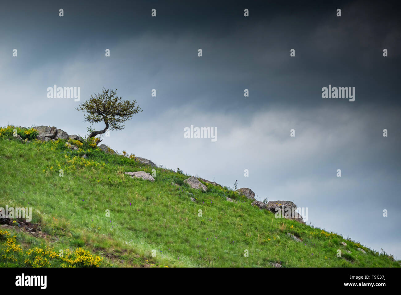 Plant grows on cliff above hi-res stock photography and images - Alamy