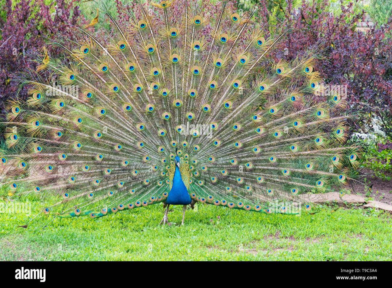 Peacocks showing beautiful feathers close hi-res stock photography and ...