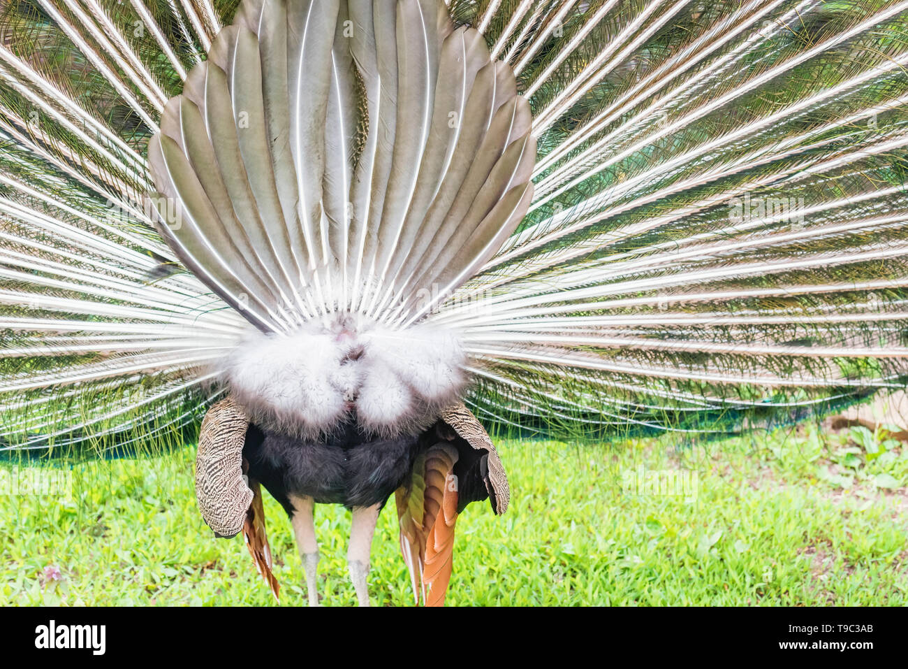 Back view male peacock with fully unfolded feathers of his tail Stock ...