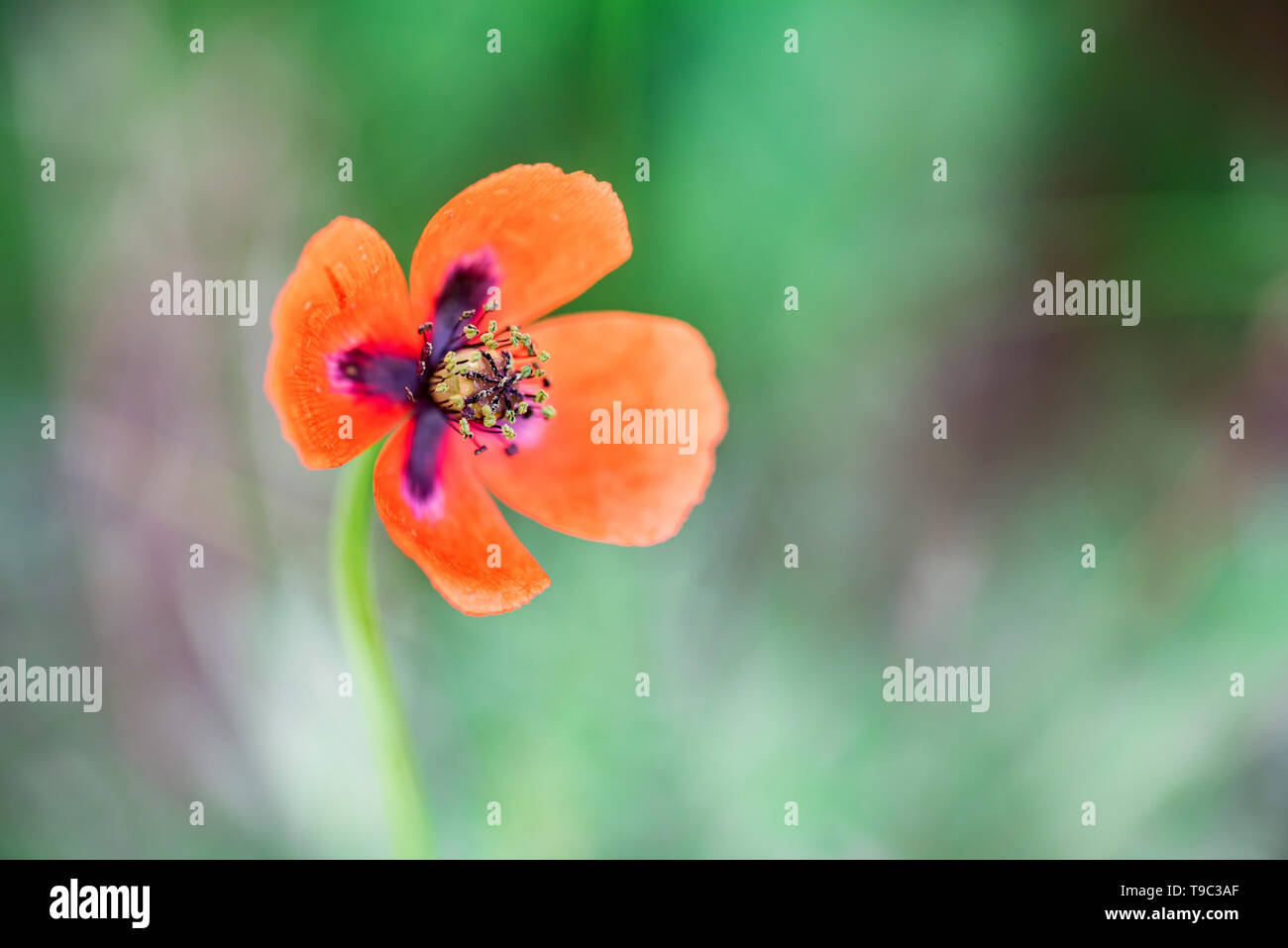 Single poppy flower with poppy field background Stock Photo - Alamy