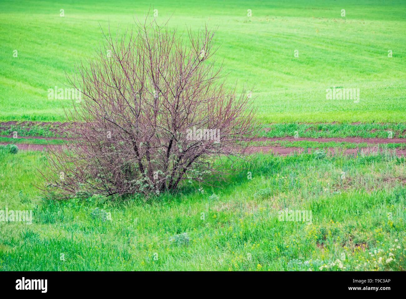 Beautiful picturesque spring landscape with tree green steppe Stock ...