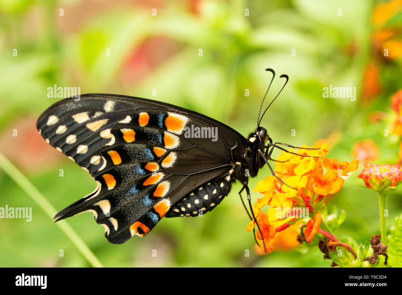 Eastern Black Swallowtail butterfly feeding on a yellow and orange ...