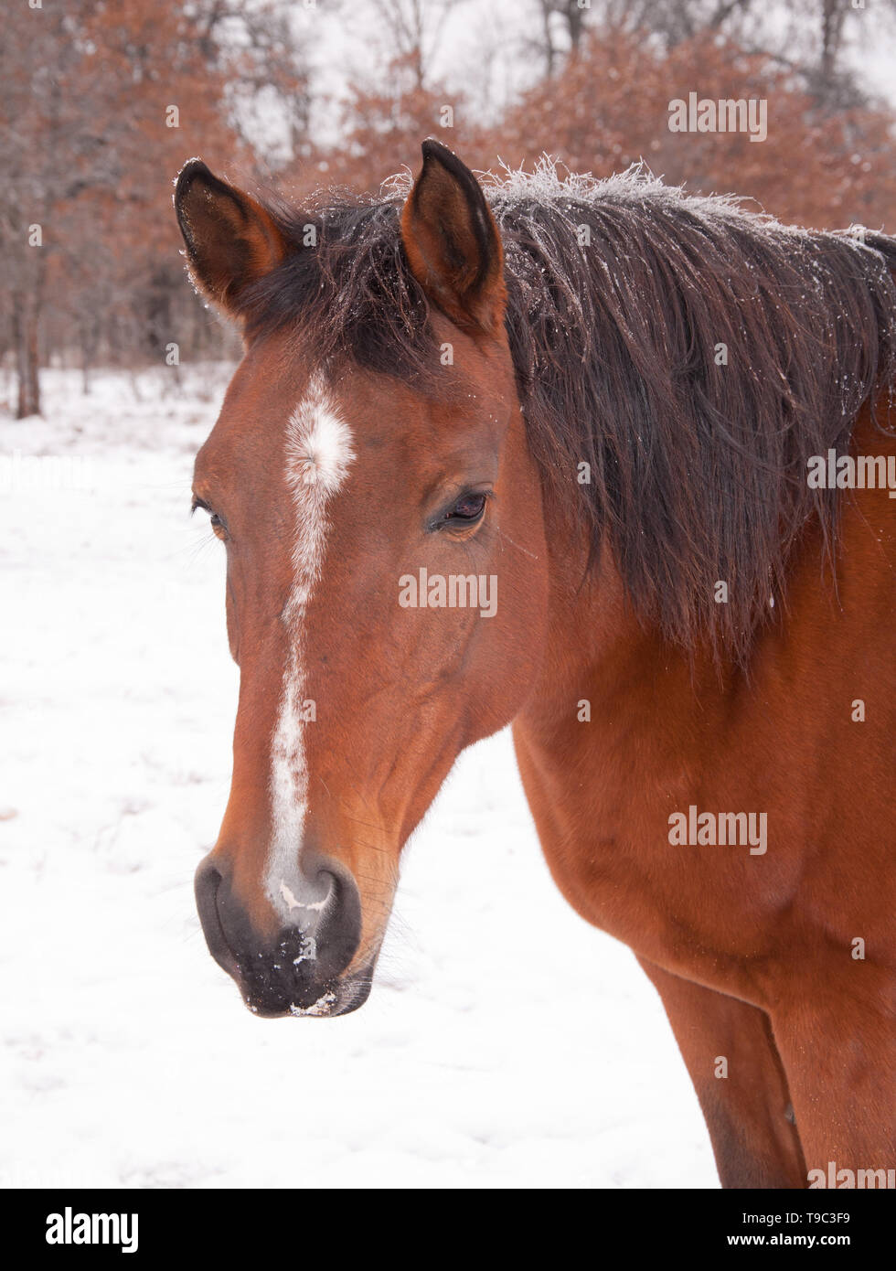 Cute red bay horse with frosty mane on a cold winter day Stock Photo ...