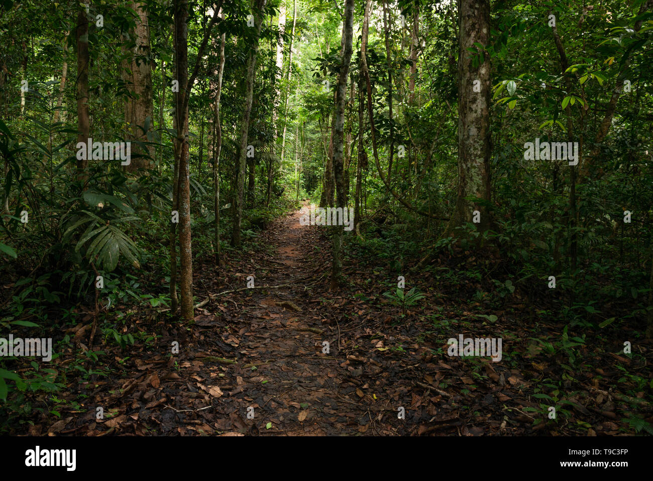 Amazon rainforest brazil hi-res stock photography and images - Alamy