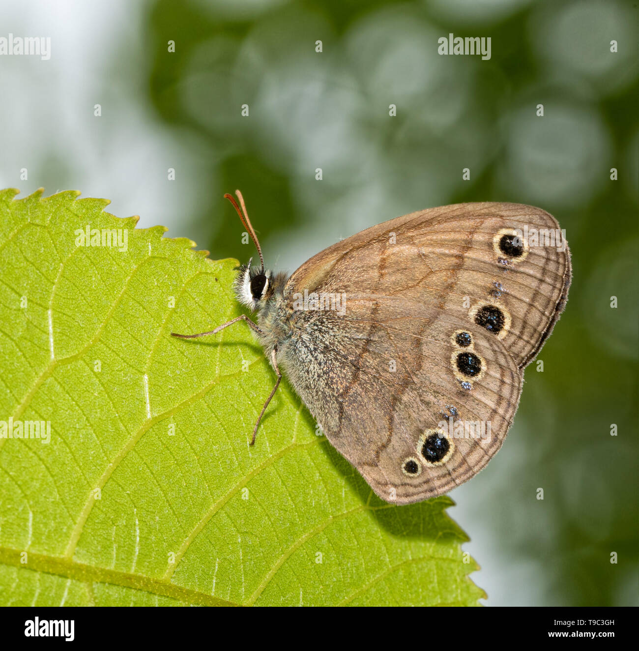 Little Wood Satyr butterfly resting on a leaf Stock Photo - Alamy