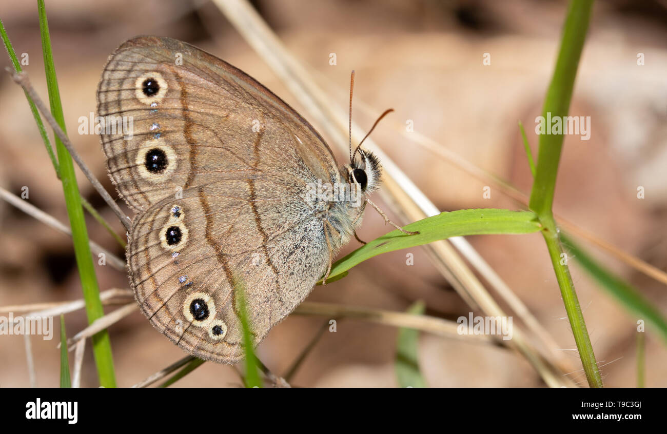 Satyr butterfly hi-res stock photography and images - Alamy