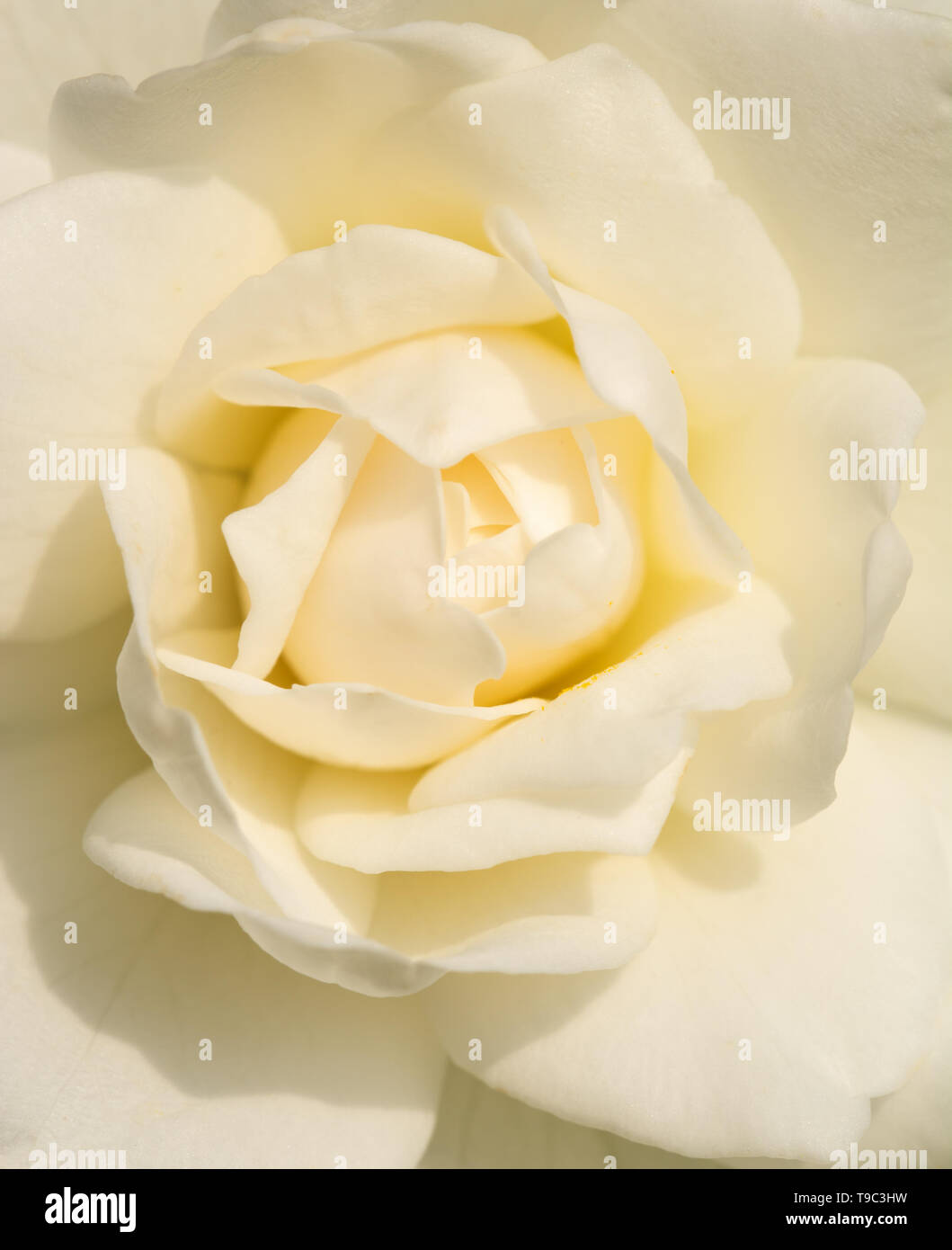 White rose hi-res stock photography and images - Alamy
