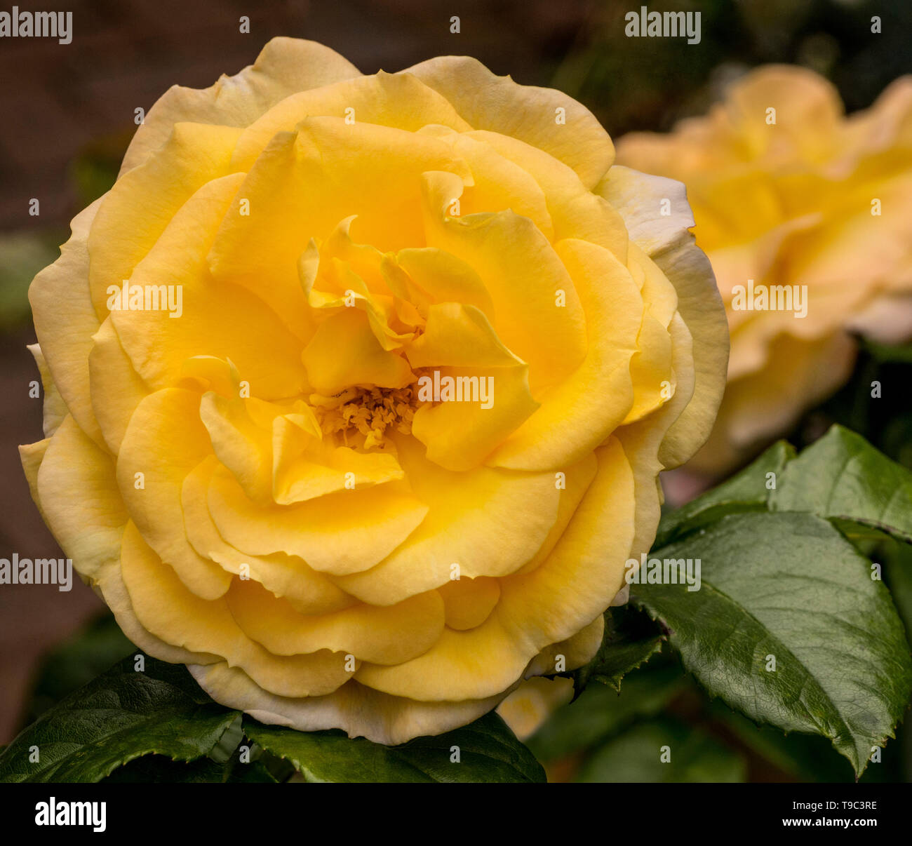 Yellow climbing rose hi-res stock photography and images - Alamy