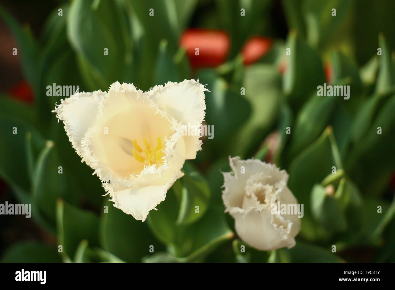 Faded tulip against the light hi-res stock photography and images - Alamy