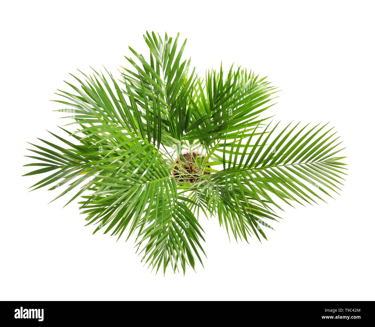 Decorative Areca palm on white background, top view Stock Photo - Alamy