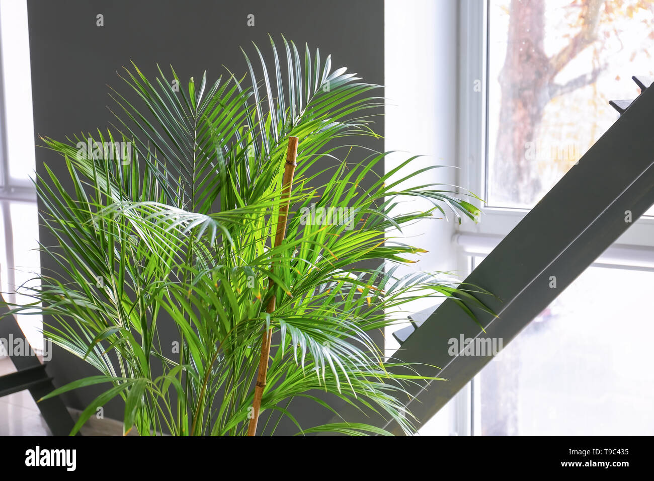 Areca palm house plant hi-res stock photography and images - Alamy
