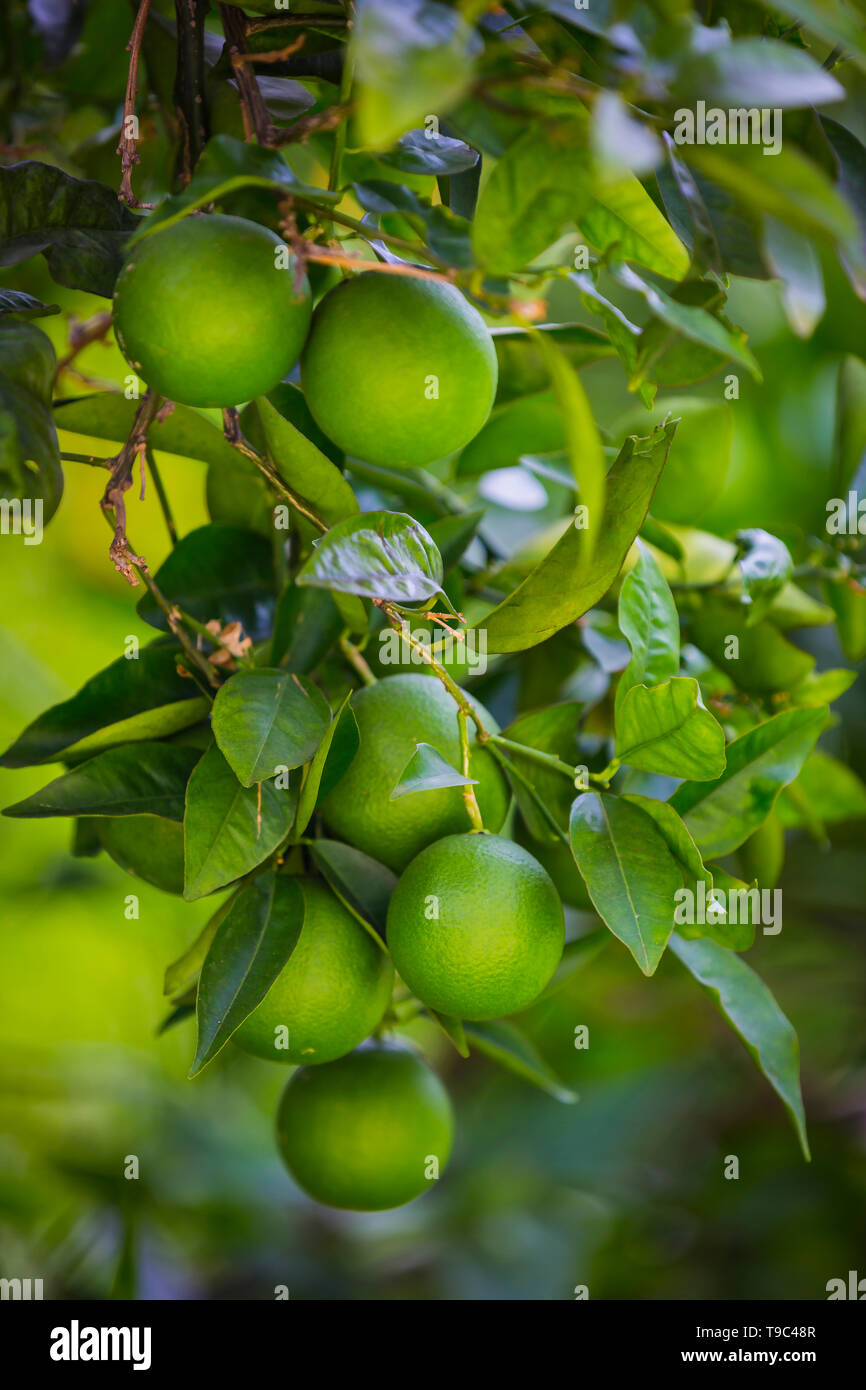 Fruits of citrus orange tree branches closeup shot Stock Photo - Alamy