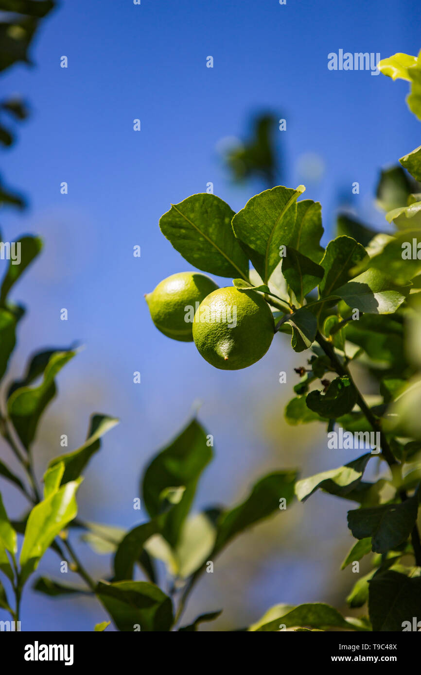 Fruits of citrus orange tree branches closeup shot Stock Photo - Alamy