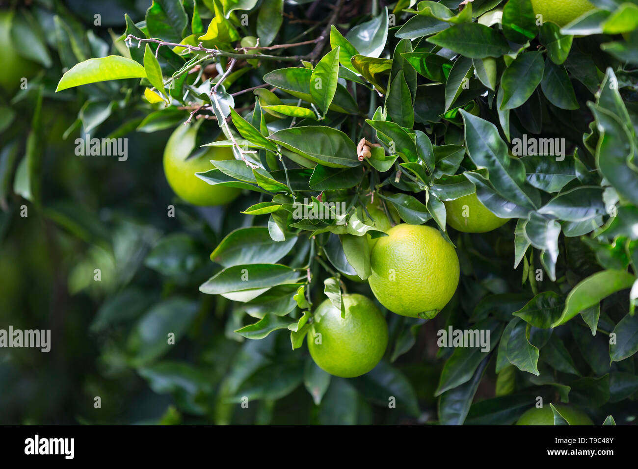 Fruits of citrus orange tree branches closeup shot Stock Photo - Alamy
