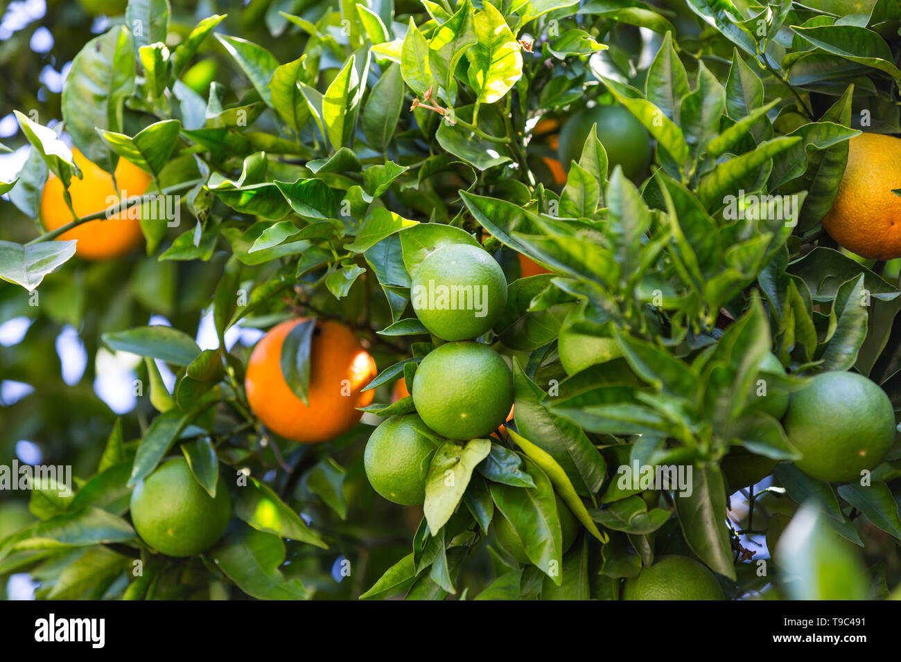 Fruits of citrus orange tree branches closeup shot Stock Photo - Alamy
