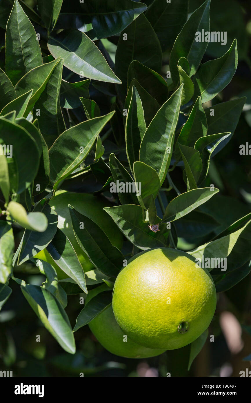 Fruits of citrus orange tree branches closeup shot Stock Photo - Alamy