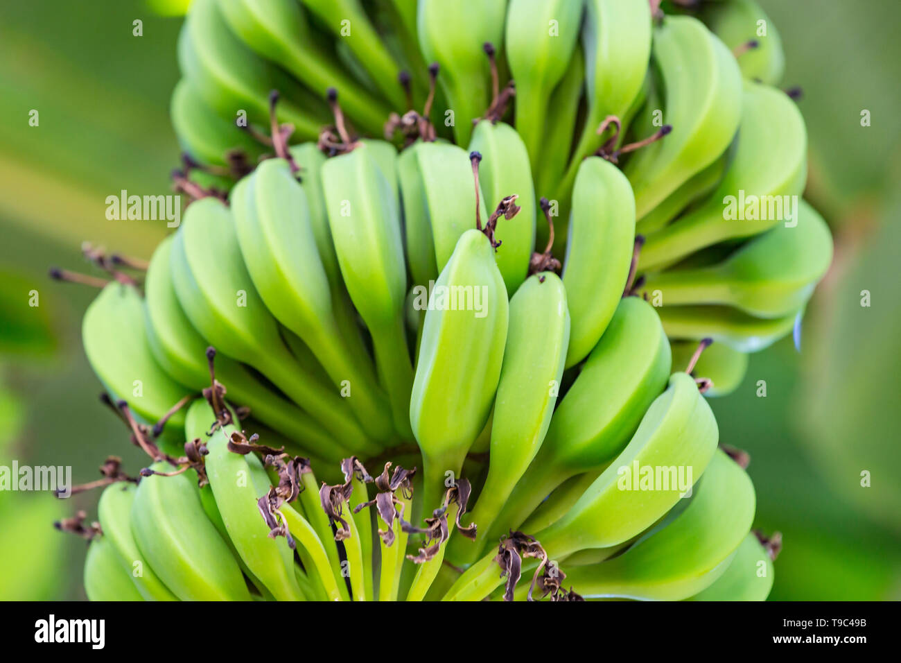 Ripe bananas on the branches of a banana tree close-up shot Stock Photo ...