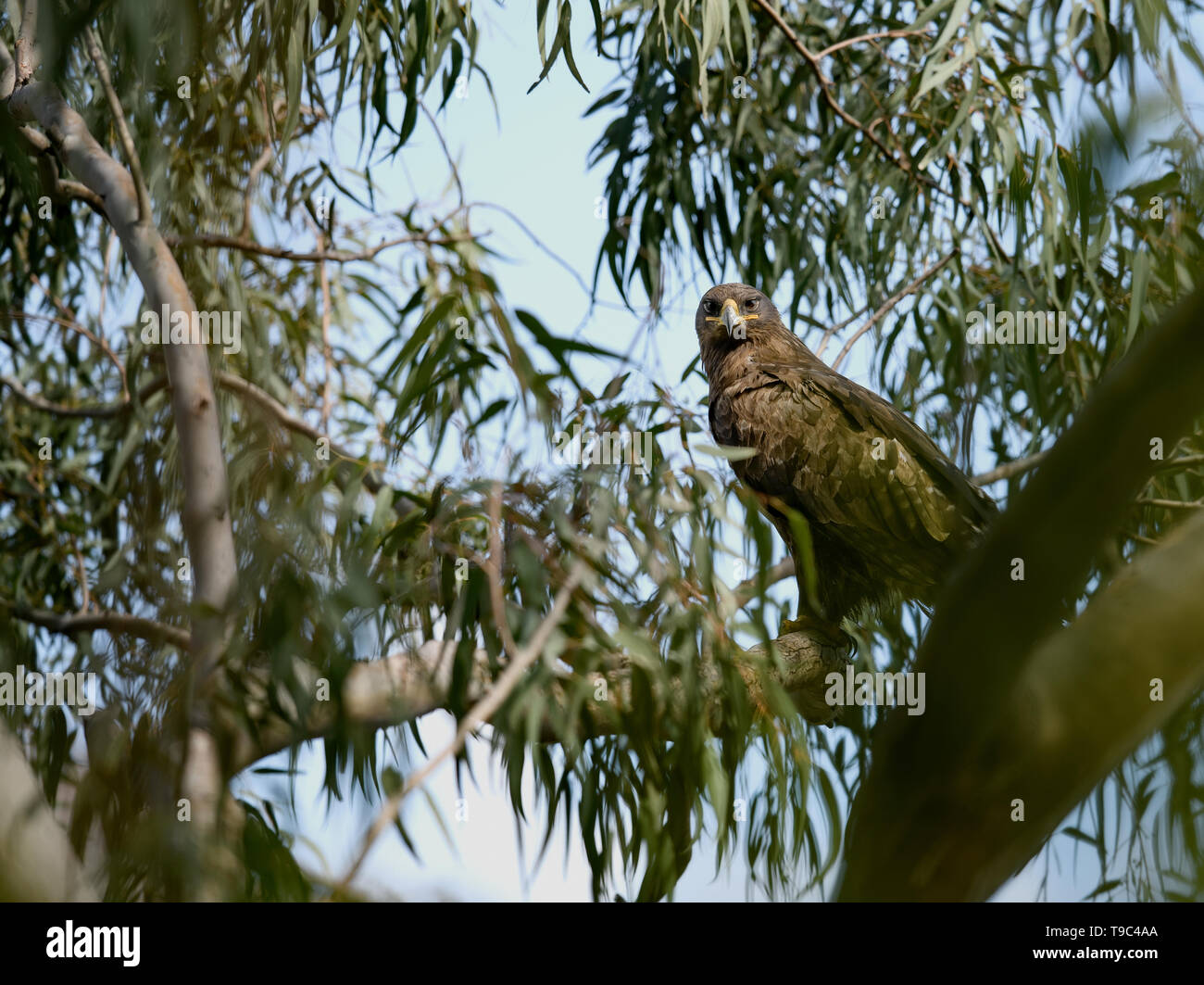 The Indian spotted eagle is a large South Asian bird of prey. Like all typical eagles, it ...