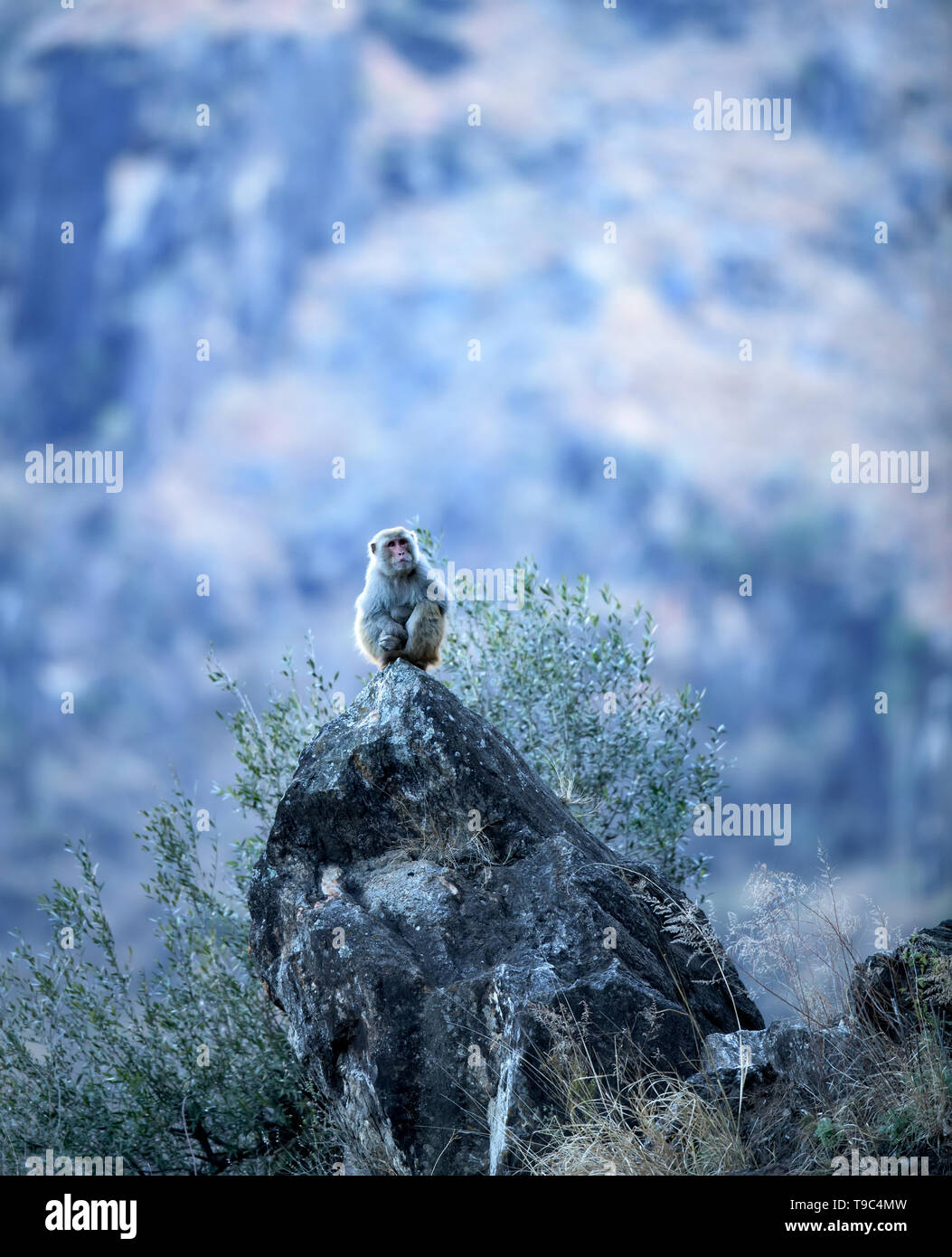 Himalayan Rhesus Macaque sitting on the tip of a rock a scene on the ...