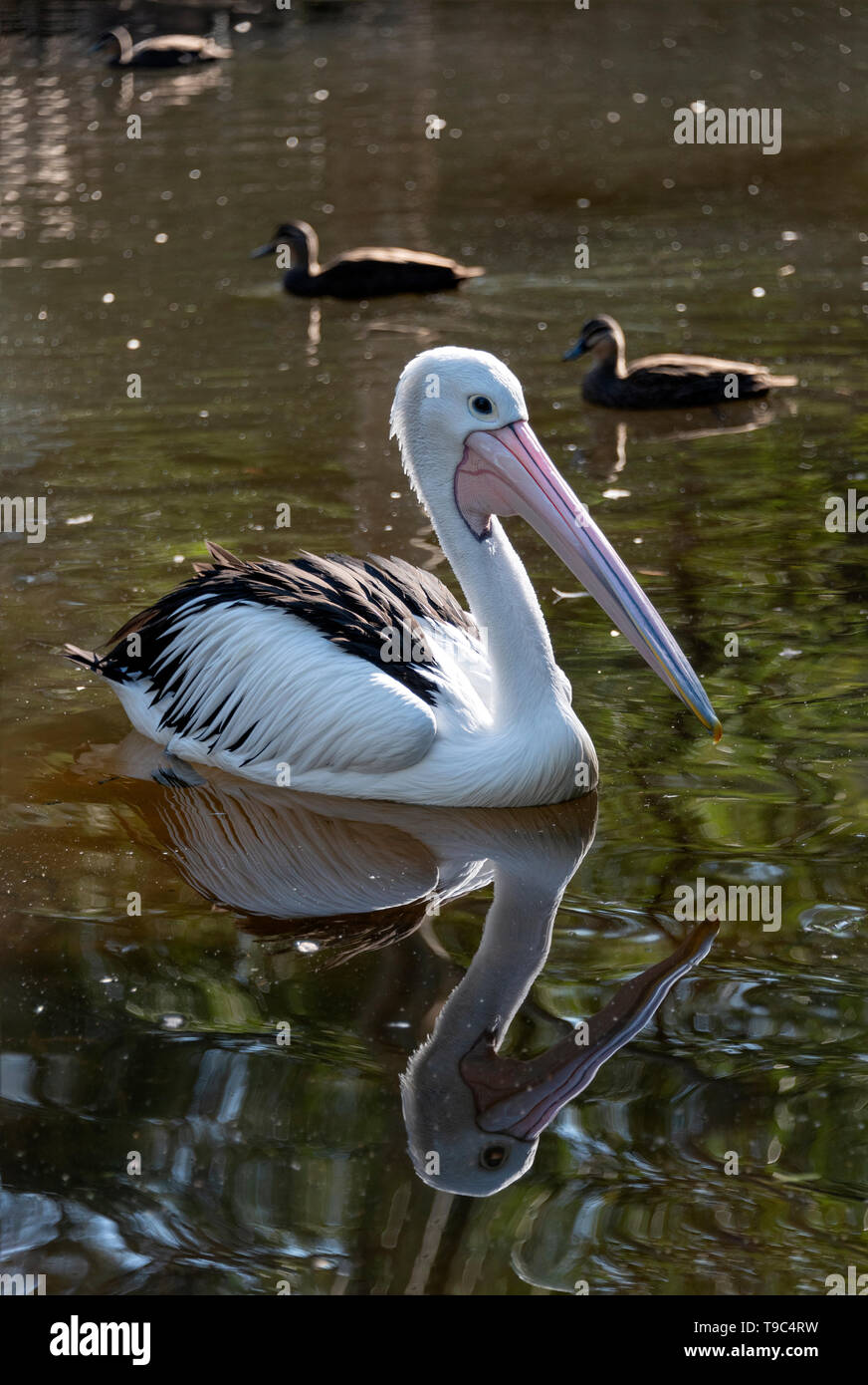 Pelican with three duck friends Stock Photo - Alamy