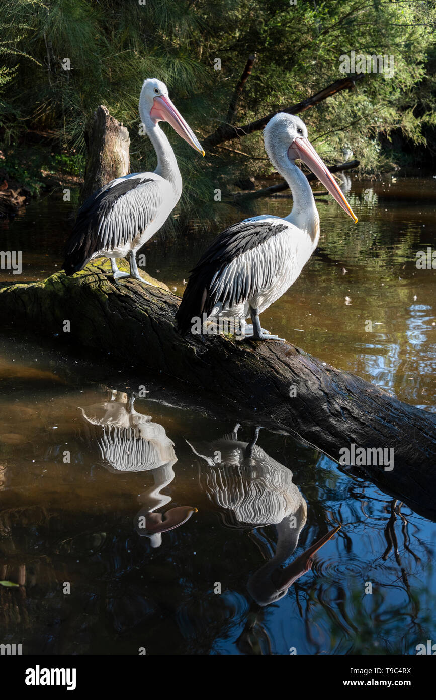 Pelican friends resting on the log, giving lovely reflections on the ...