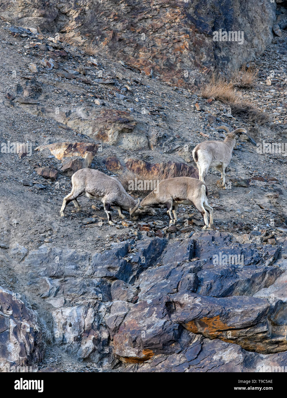Backward sweeping horns hi-res stock photography and images - Alamy
