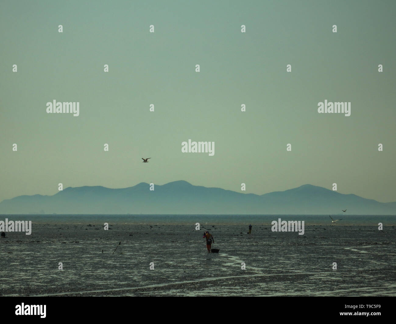 Beach mudflat hi-res stock photography and images - Alamy