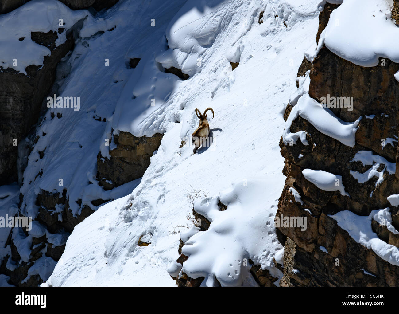 The Alpine ibex, also known as the steinbock, bouquetin, or simply ibex ...