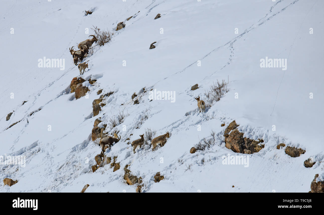 Agile as a goat hi-res stock photography and images - Alamy