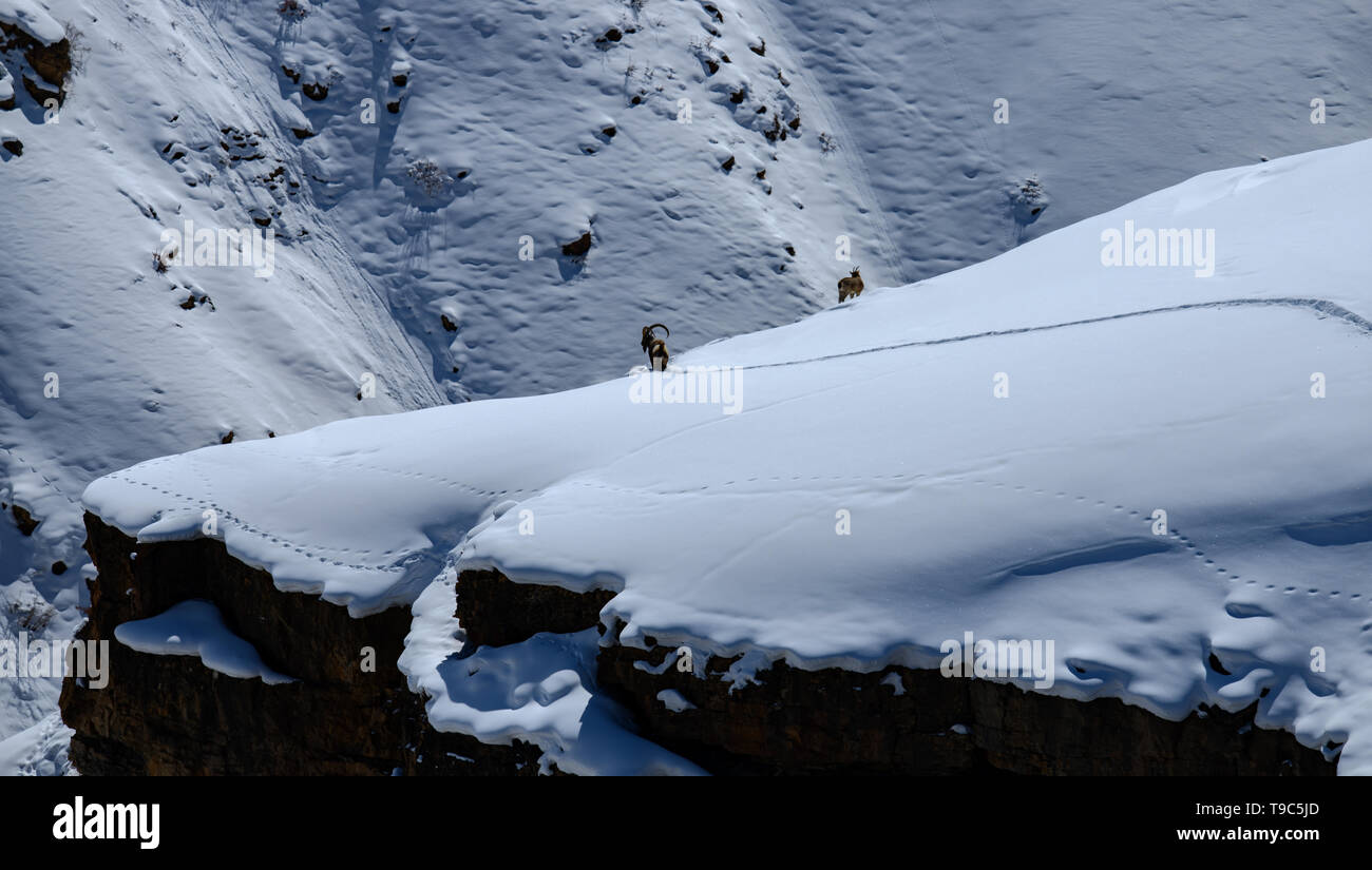 The Alpine ibex, also known as the steinbock, bouquetin, or simply ibex ...
