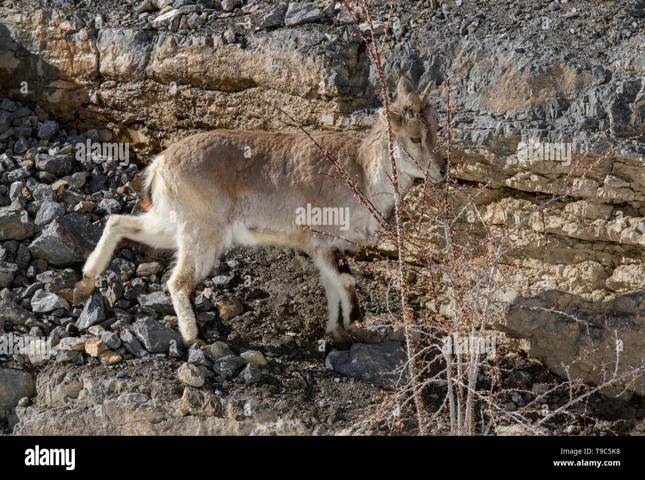 Himalayan Blue Sheep