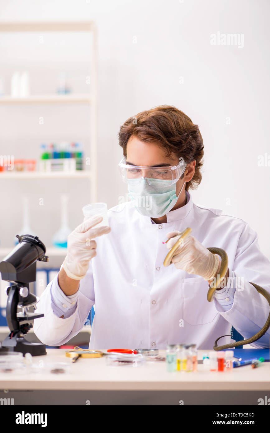 Male scientist extracting poison from snake for drug synthesis Stock ...