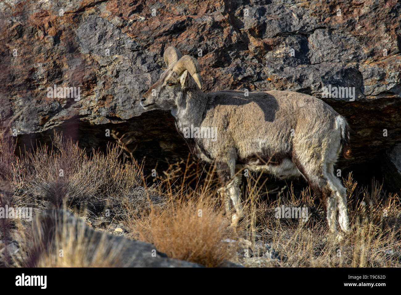 Backward sweeping horns hi-res stock photography and images - Alamy