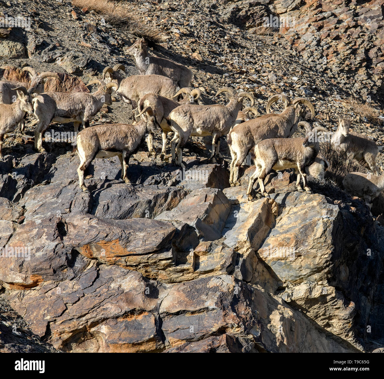 Backward sweeping horns hi-res stock photography and images - Alamy