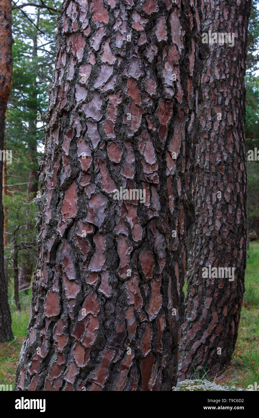 Pine trunks in line with their textured bark Stock Photo - Alamy