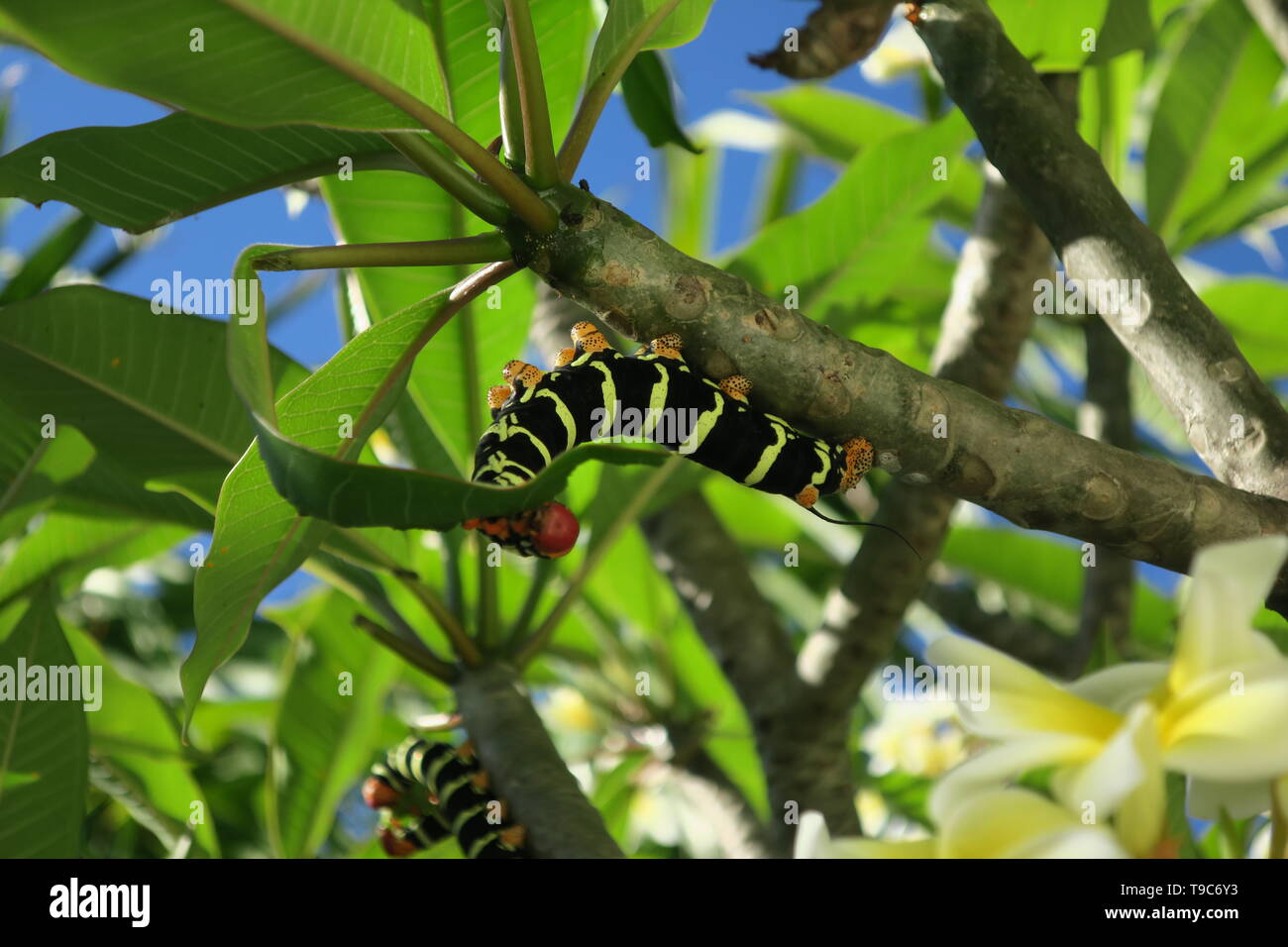 Frangipani worm eating frangipani tree leaves Stock Photo - Alamy