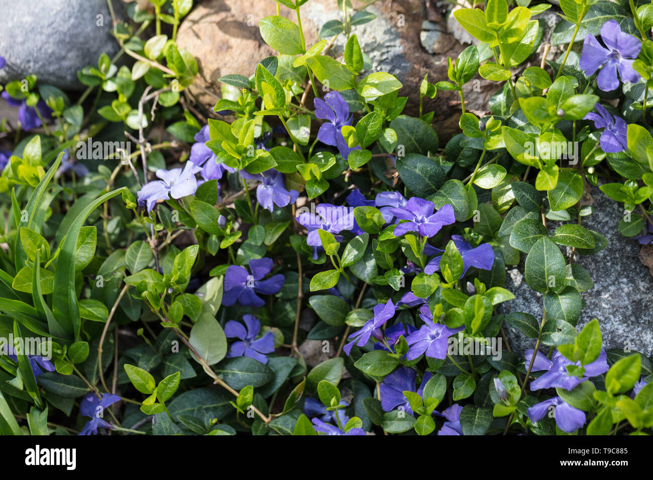 Small Periwinkle, Vintergröna (Vinca minor Stock Photo - Alamy