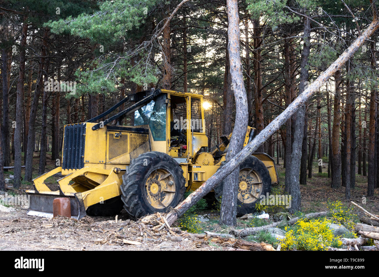 Bulldozer among the trees of the forest after doing forestry work at ...