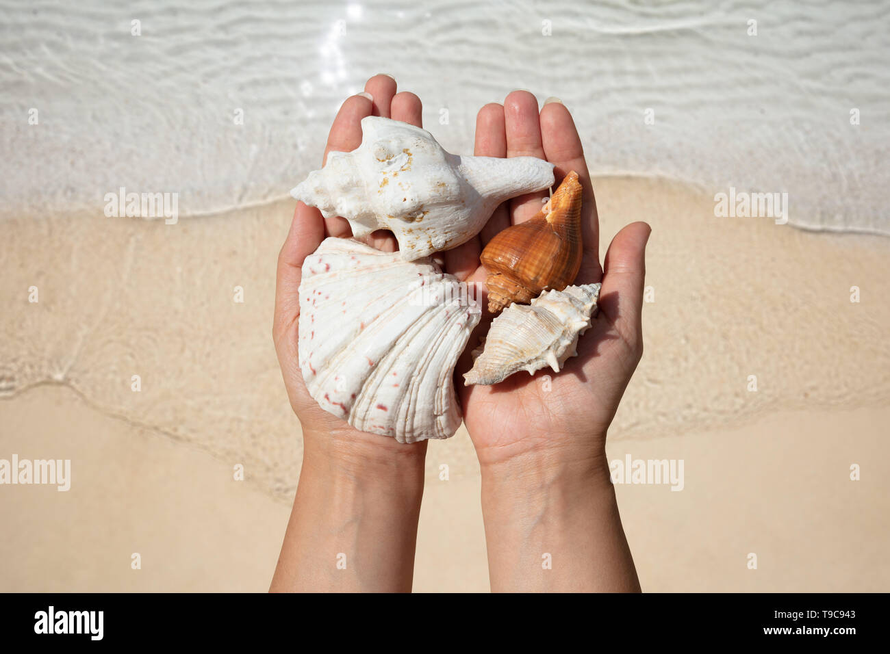 Hand holding seashell hi-res stock photography and images - Alamy