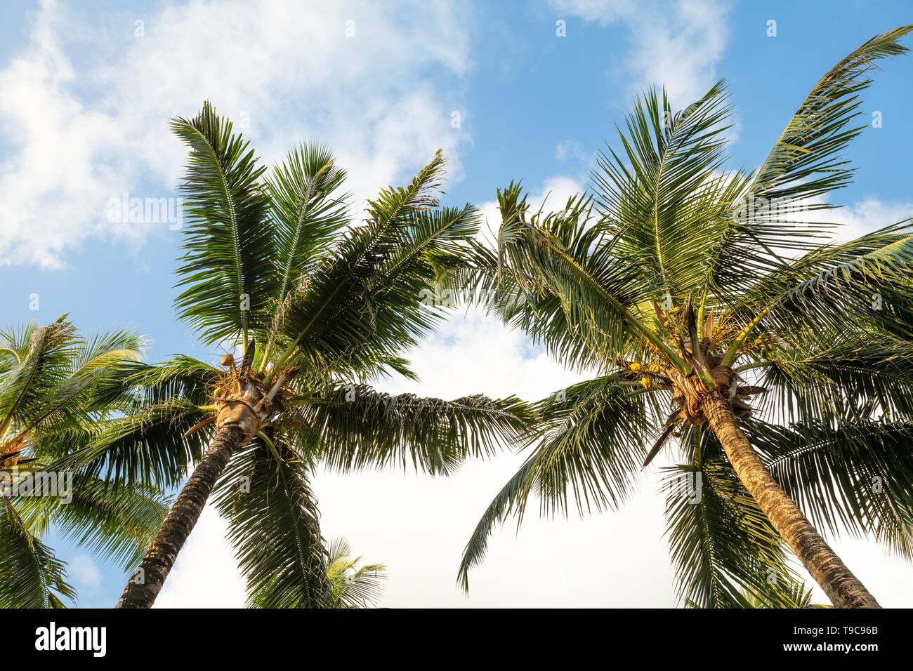 Coconut Tree Growing On Beach High Resolution Stock Photography and ...