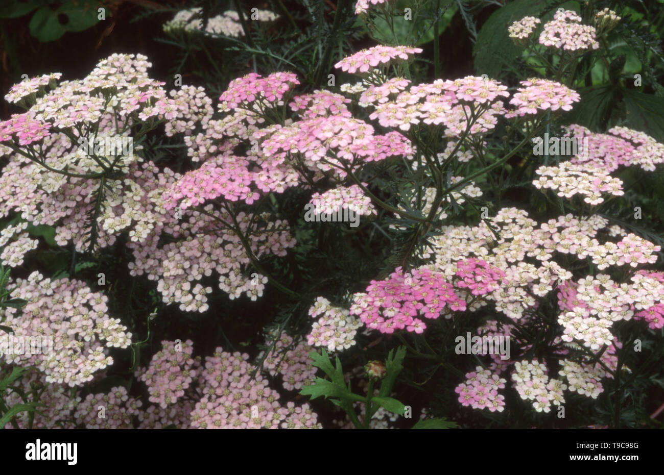ACHILLEA MILLEFOLIUM COMMONLY KNOWN AS YARROW OR COMMON YARROW Stock ...