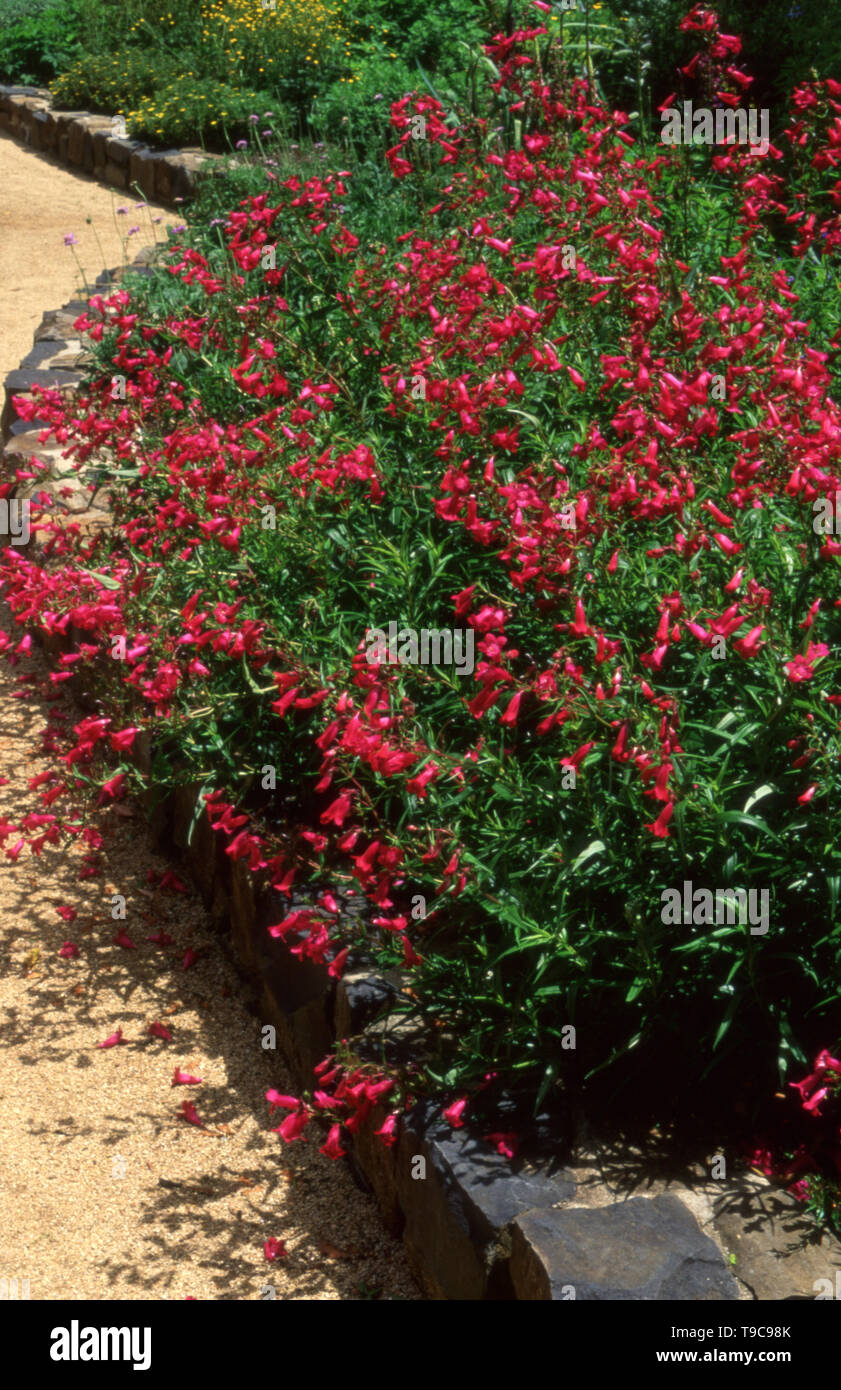 Shrubs growing in border hi-res stock photography and images - Alamy