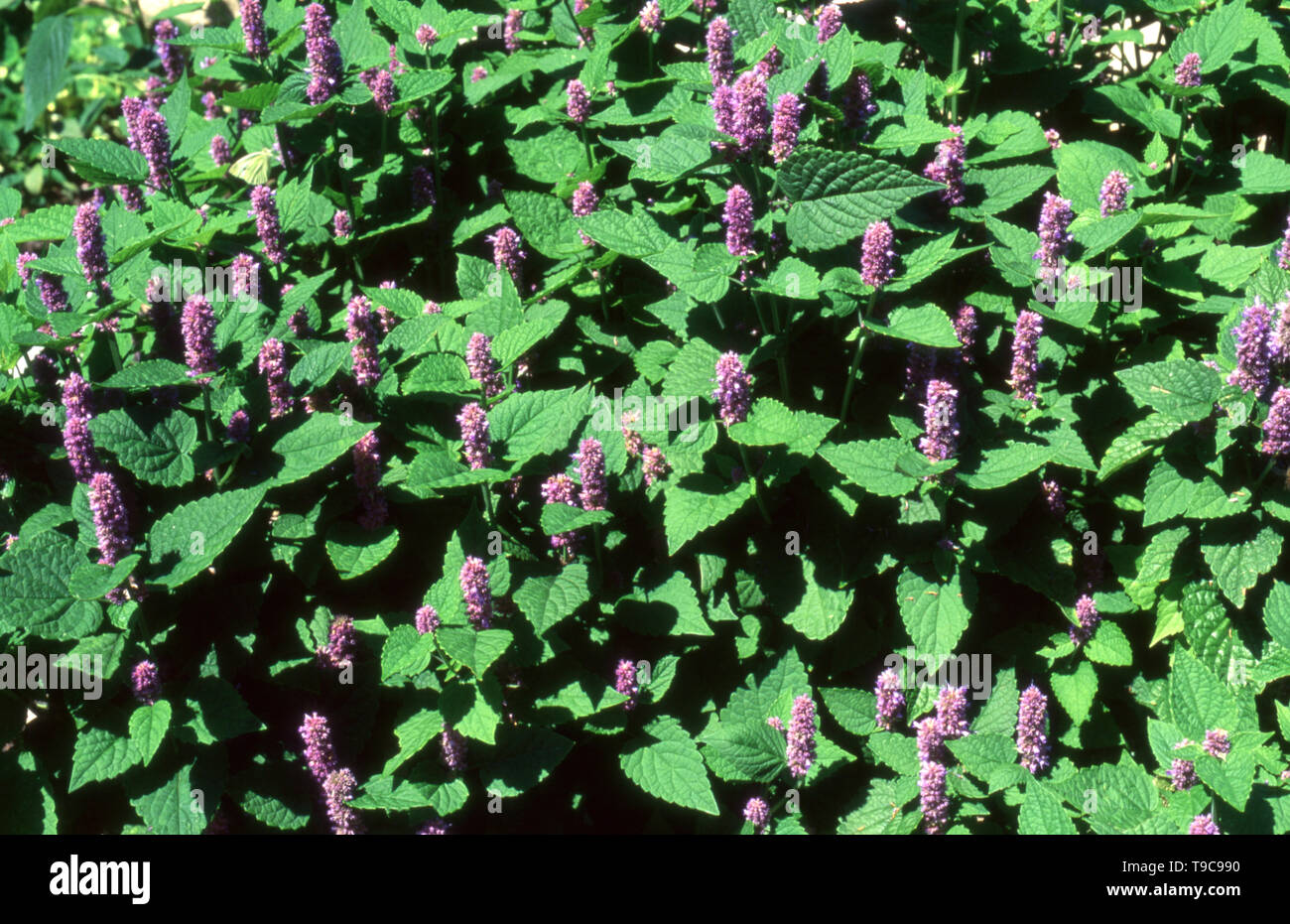 ANISE HYSSOP (AGASTACHE FOENICULUM) ALSO KNOWN AS BLUE GIANT HYSSOP ...