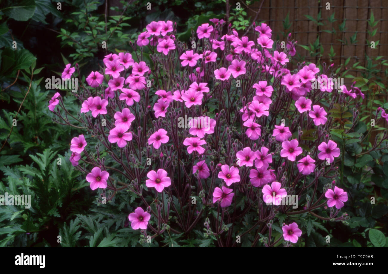 GERANIUM MADERENSE KNOWN AS GIANT HERB-ROBERT OR MADEIRA CRANESBILL ...